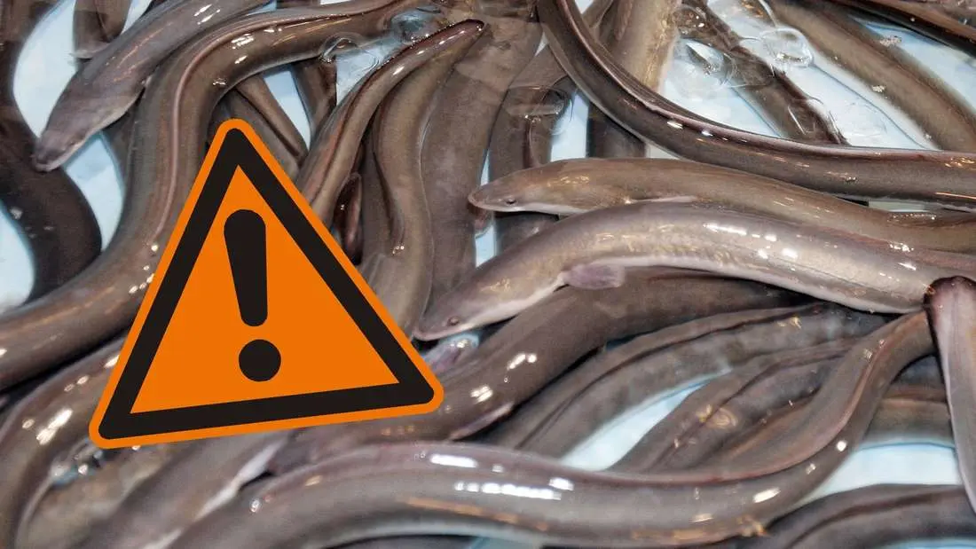 Aal Essen: Gefahr Oder Genuss? - Bedrohter Fisch Auf Dem Teller ...