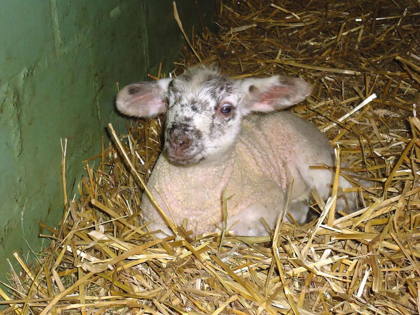 Lamm Frisst Nicht: Ursachen, Symptome & Behandlung | Hebamme FZ