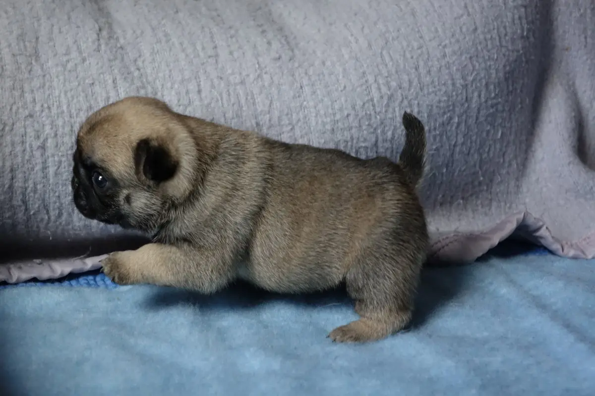 Mops: Geschichte, Eigenschaften & Zucht - Der Charmante Faltenhund ...